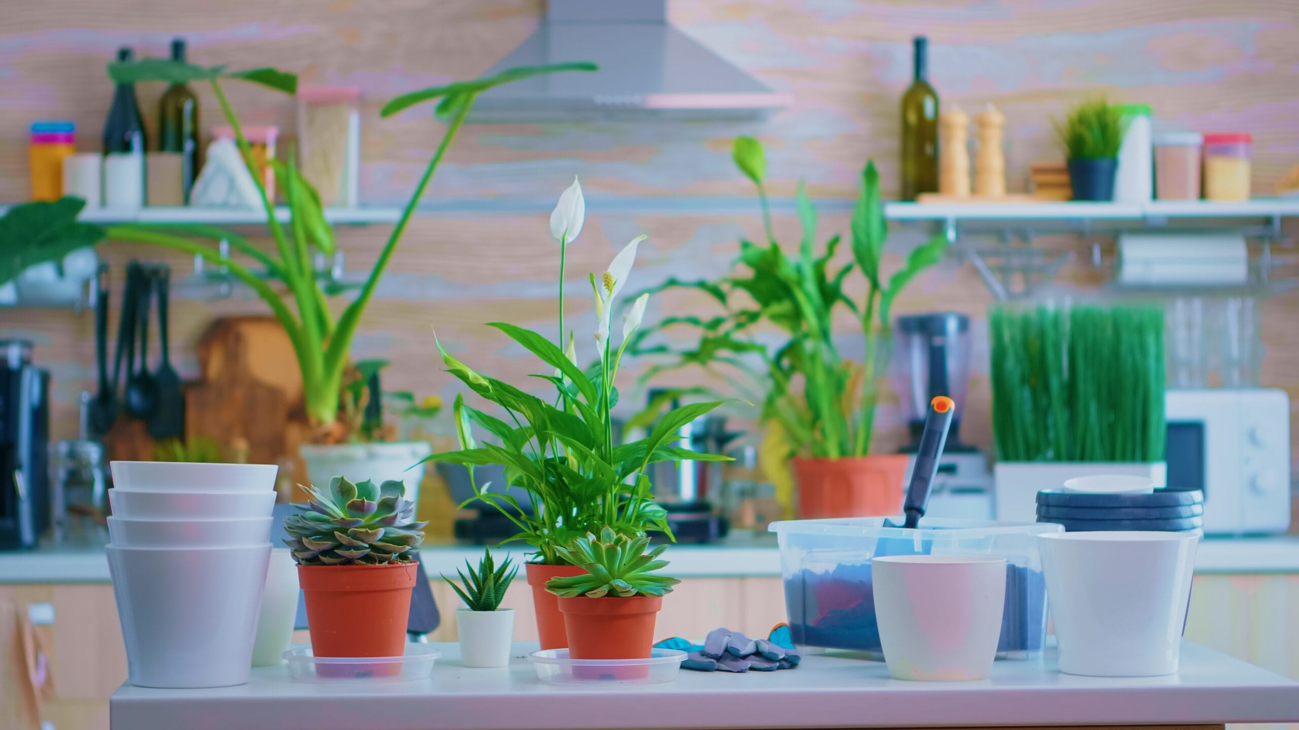 Indoor Pots vs Outdoor Pots: What’s the Real Difference? - VISHCHIT